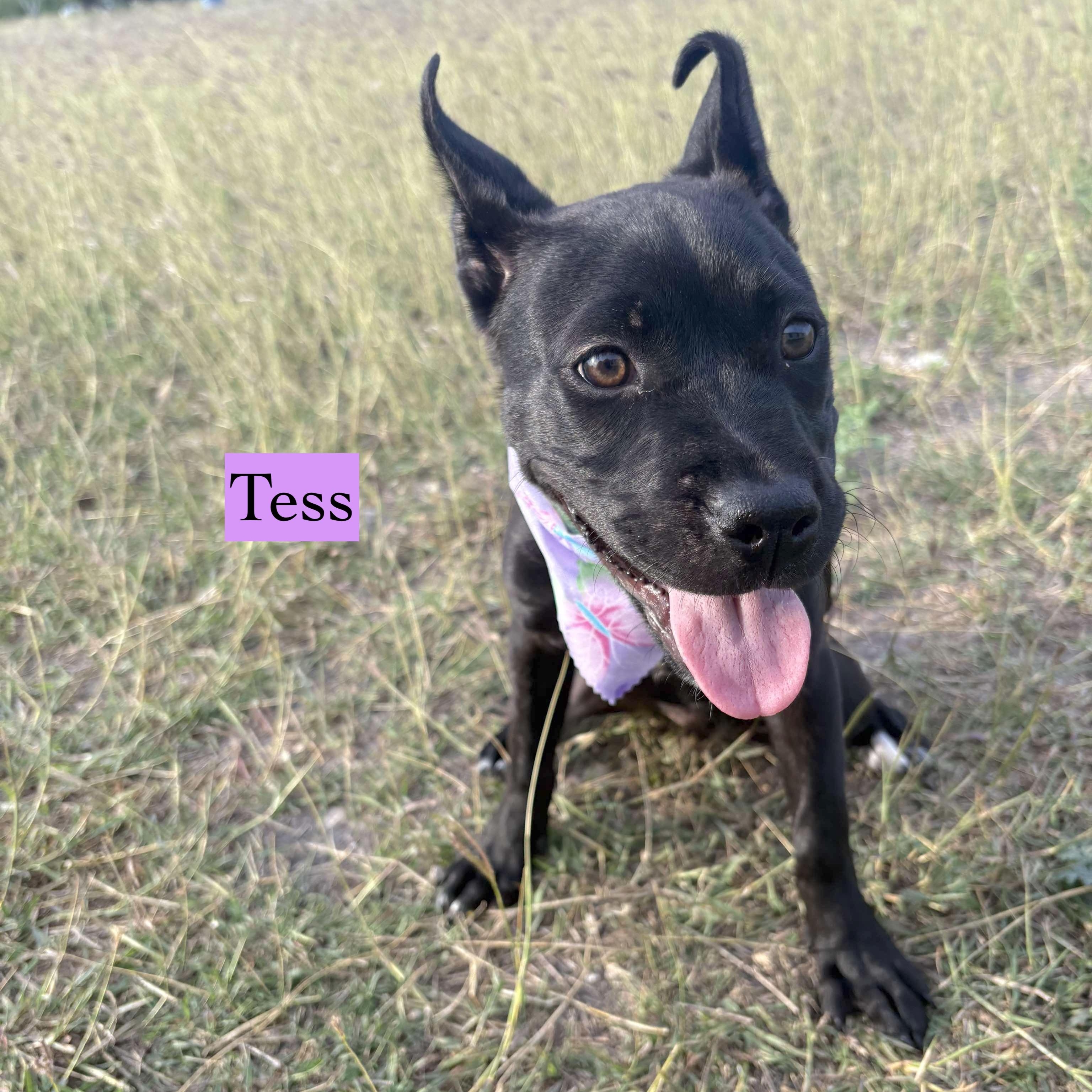 Dog for adoption - Tess, a Retriever Mix in Philadelphia, PA | Petfinder