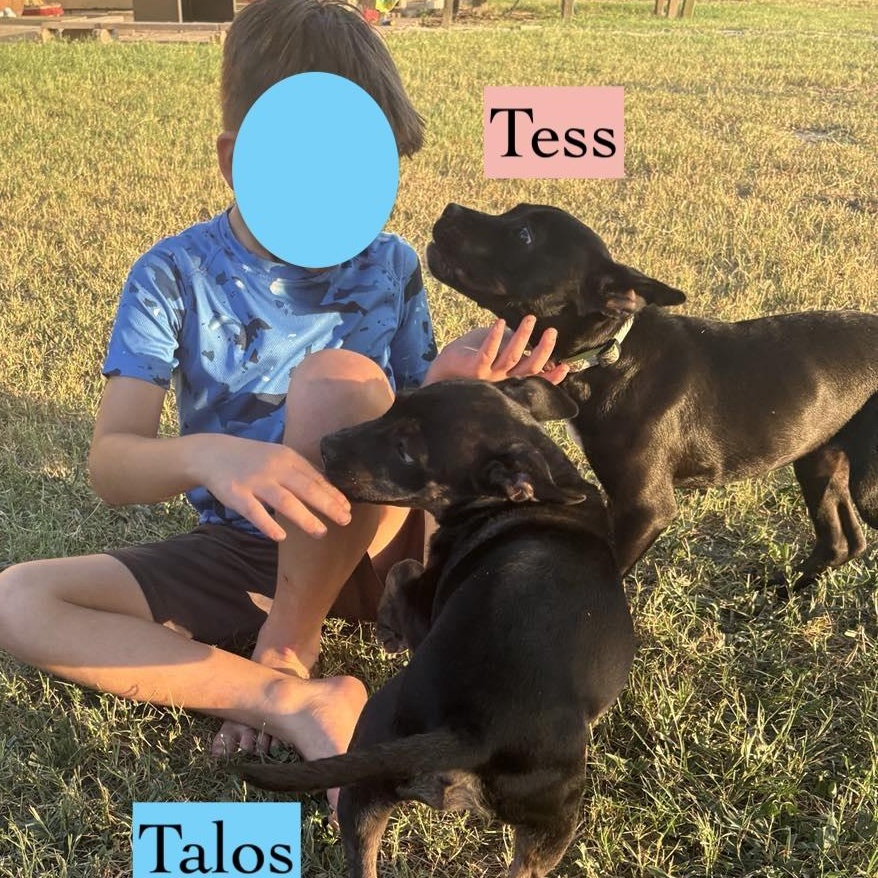 Dog for adoption - Tess, a Retriever Mix in Philadelphia, PA | Petfinder