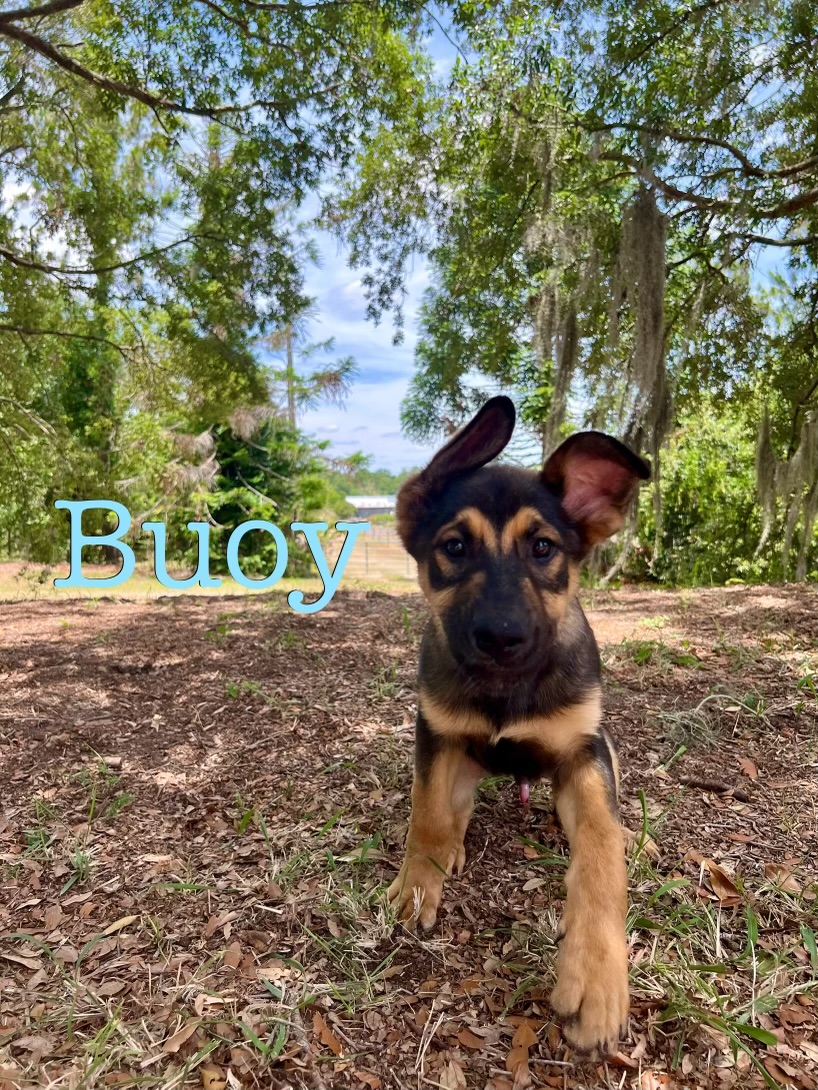 Florida Dog Adoptions | Dogs for Adoption in FL