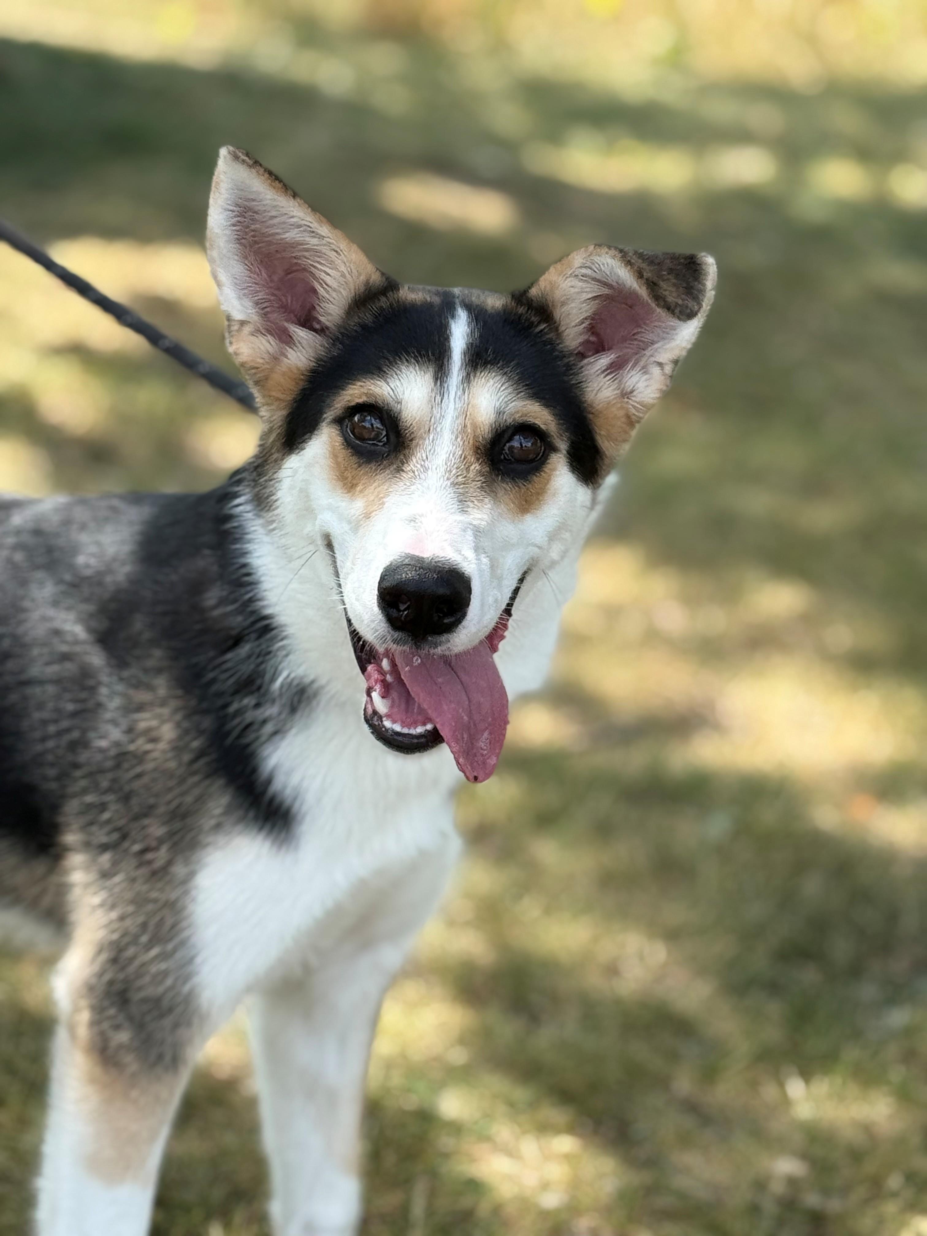 Dog for adoption - Andie, a Border Collie Mix in Hamilton, ON | Petfinder