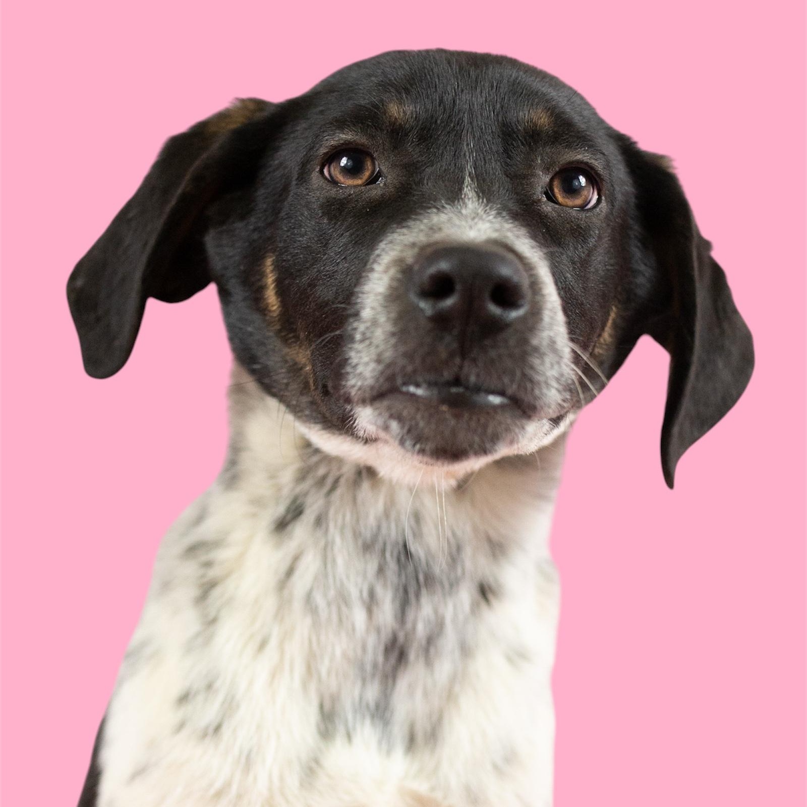 Dog for adoption - Suki, a Great Pyrenees & Plott Hound Mix in Krum, TX ...
