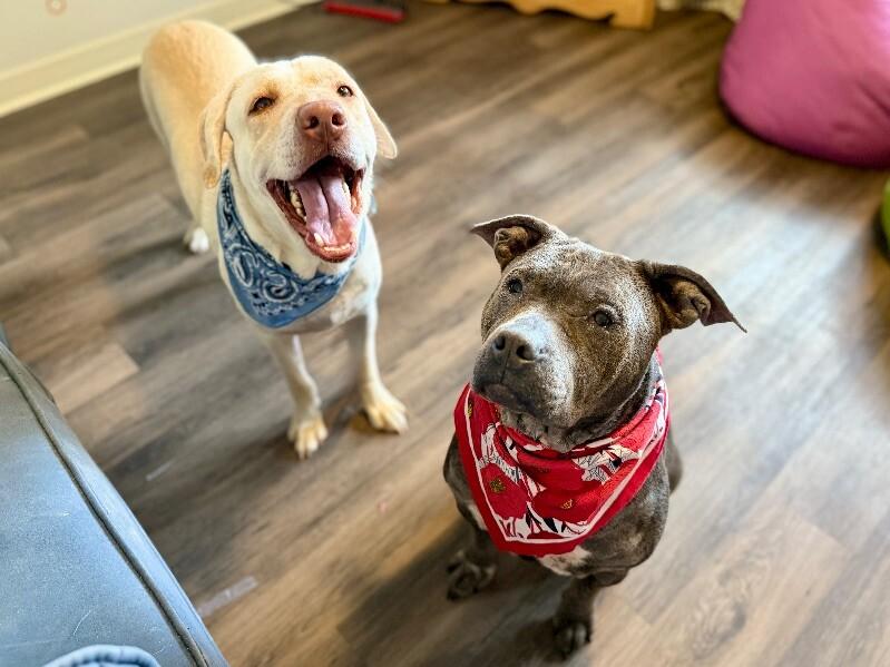 Dog for adoption - Jameson Harris, a Labrador Retriever & Yellow ...