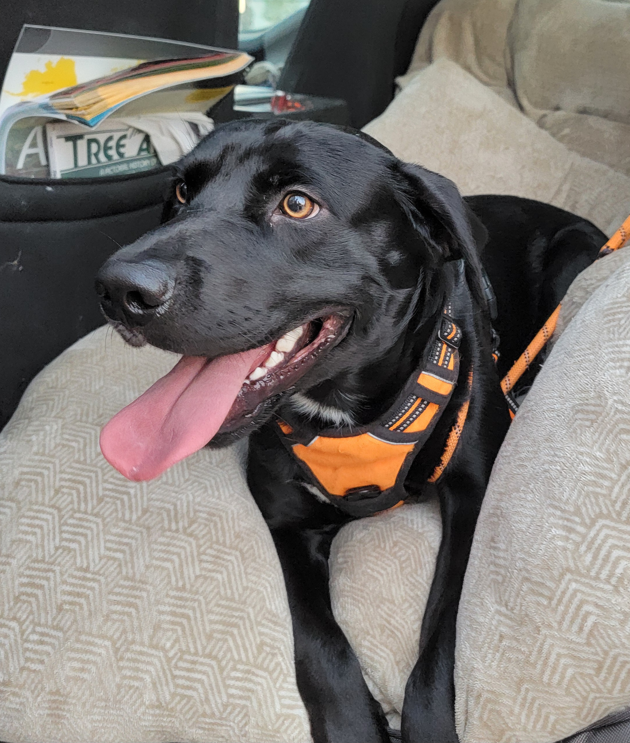 Dog for adoption - Cirus, a Black Labrador Retriever & Flat-Coated ...