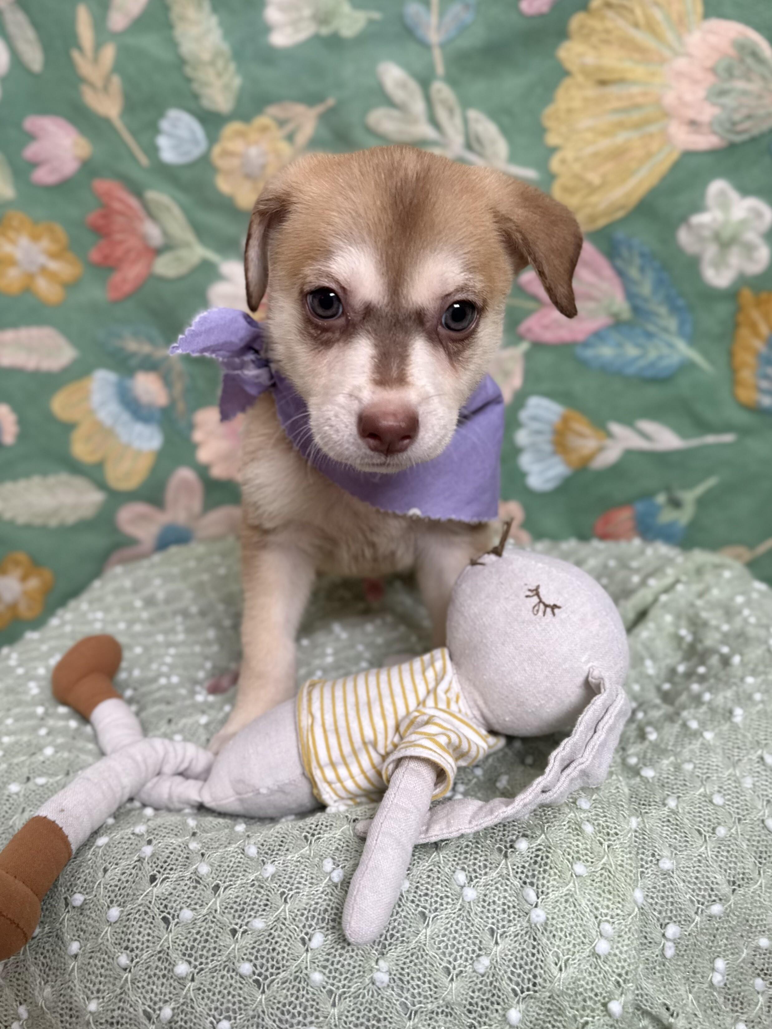 Dog for adoption - Huxley Harper, a Labrador Retriever & German ...