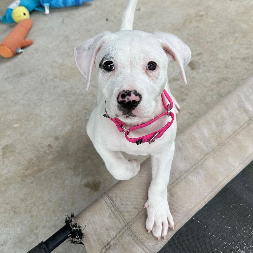 Dog for adoption - Tula, a Terrier & Labrador Retriever Mix in Kansas ...