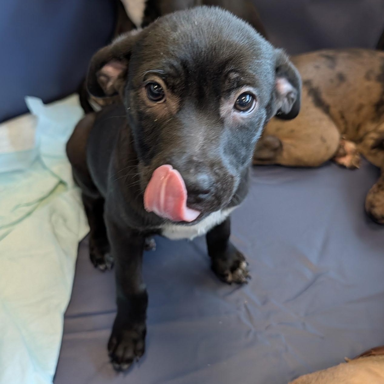 Dog for adoption - Fudge, an Australian Shepherd Mix in Eau Claire, WI ...