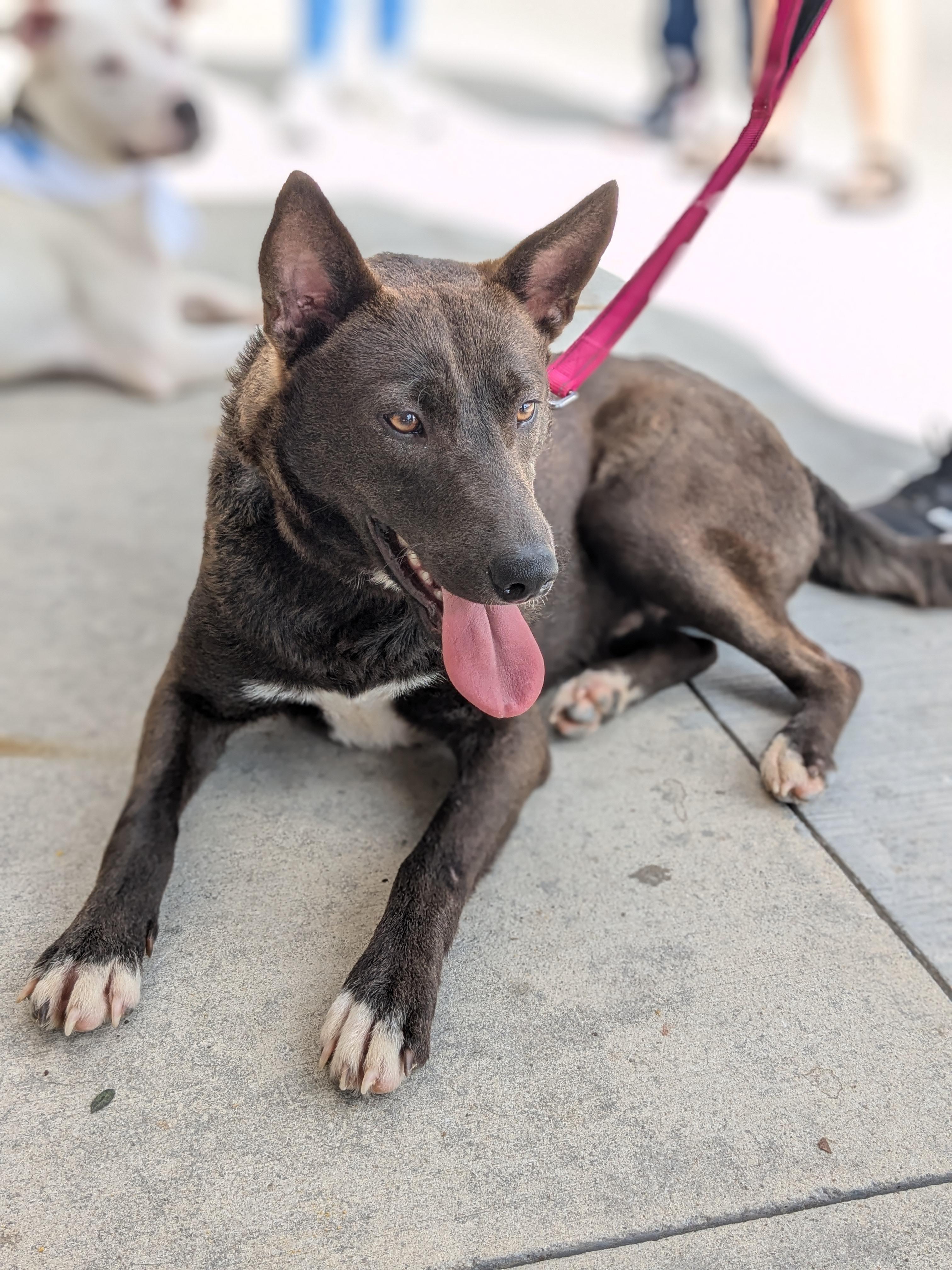 Dog for adoption - Chulo, an Australian Cattle Dog / Blue Heeler ...