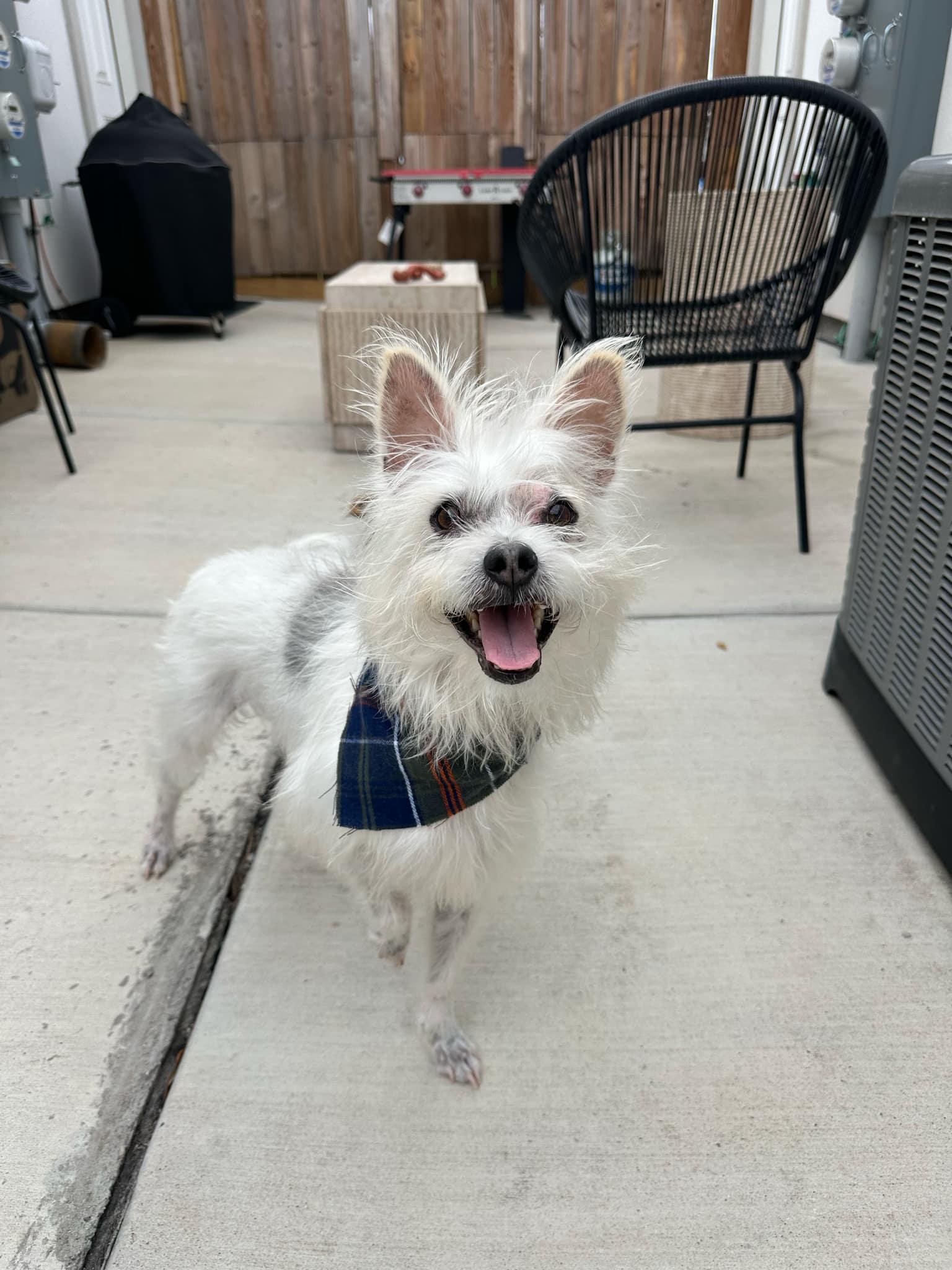 Dog for adoption - Theo, a Portuguese Podengo & West Highland White ...