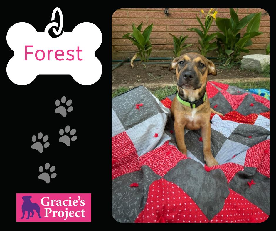 Dog for adoption - Forest, a German Shepherd Dog Mix in Spokane, WA ...