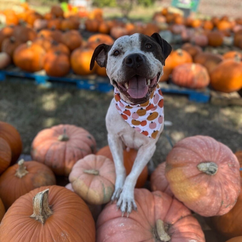 Dog for adoption - Persephone Season, a Pit Bull Terrier & American ...