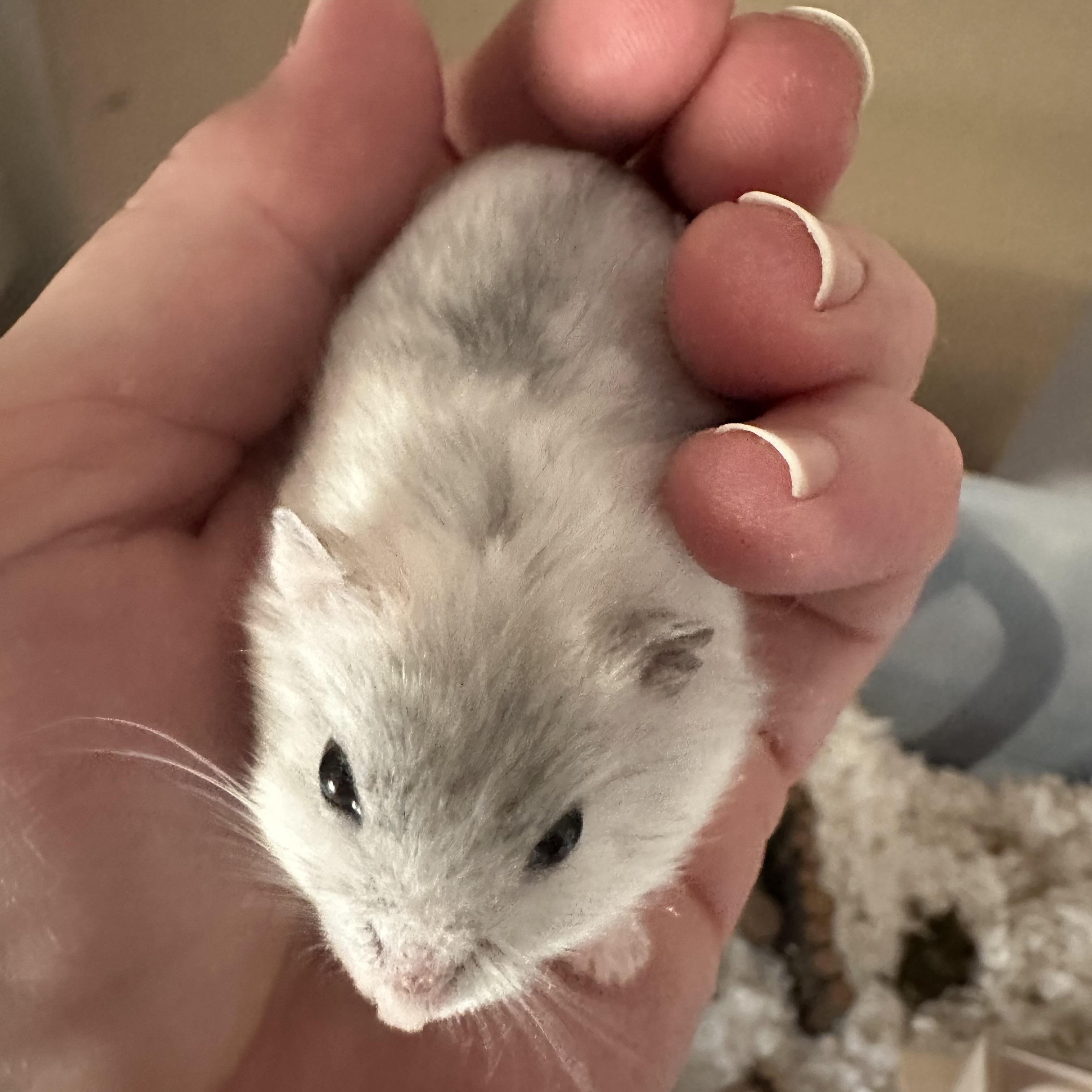 Hamster for adoption - Matcha, a Dwarf Hamster in Minneapolis, MN ...
