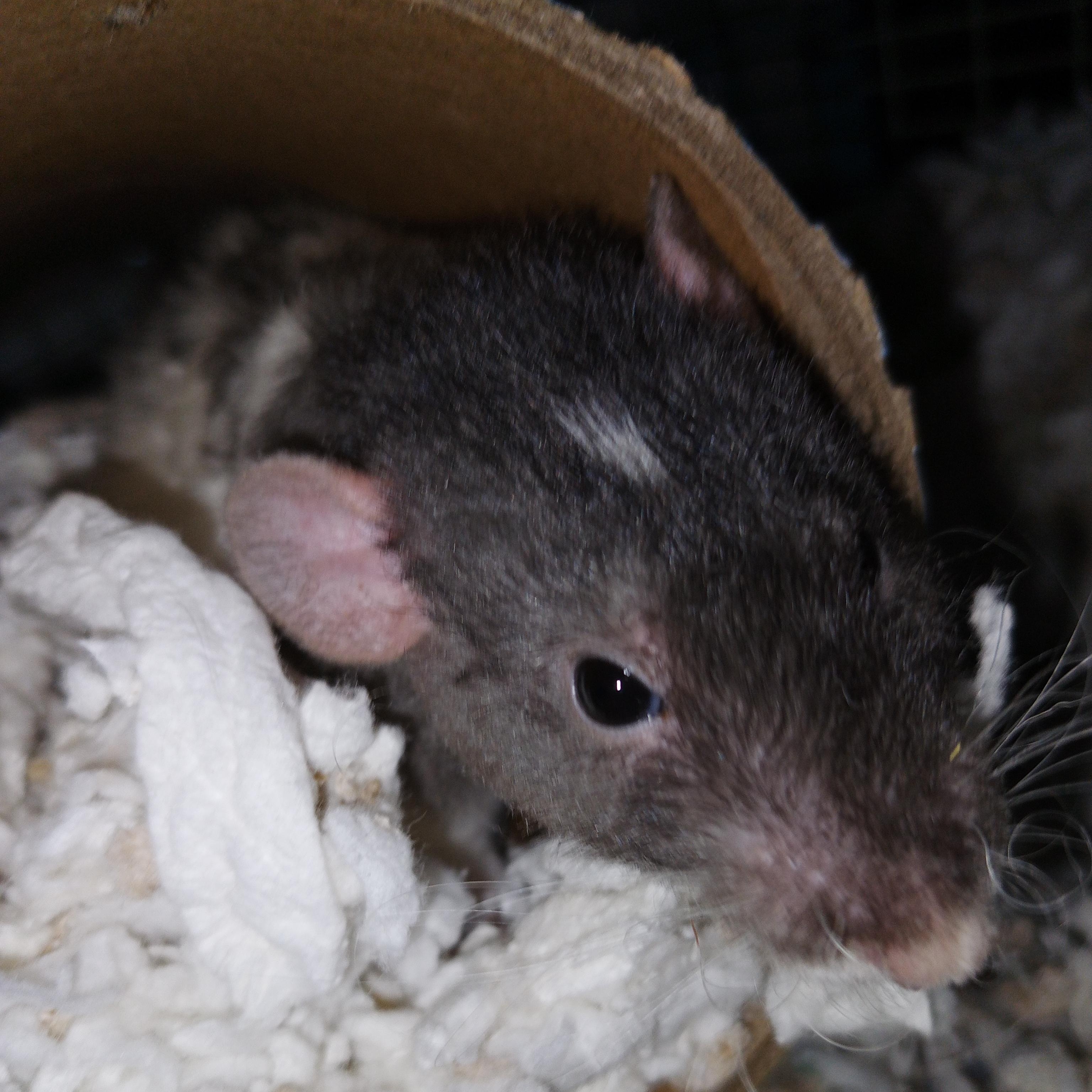 Rat for adoption - Toby, a Rat in Modesto, CA | Petfinder