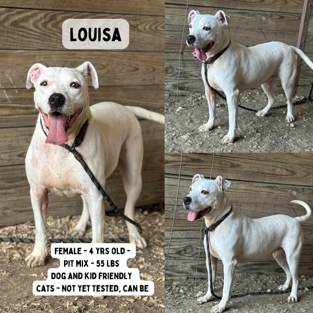 Dog for adoption - Louisa, a Pit Bull Terrier Mix in Fredericton, NB ...