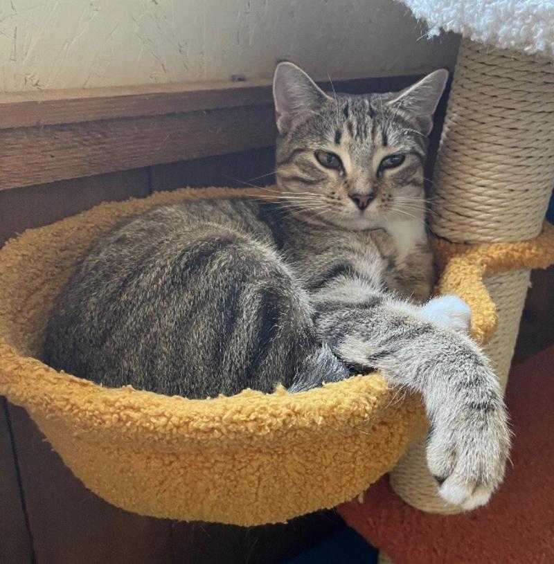 Cat for adoption - Hera Gataki, a Tabby & Domestic Short Hair Mix in ...