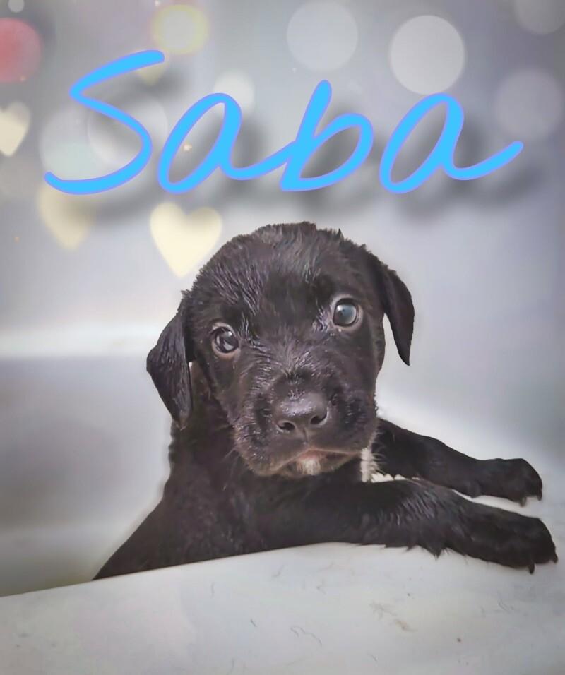 Dog for adoption - Saba Sushi, a Labrador Retriever & Pit Bull Terrier ...