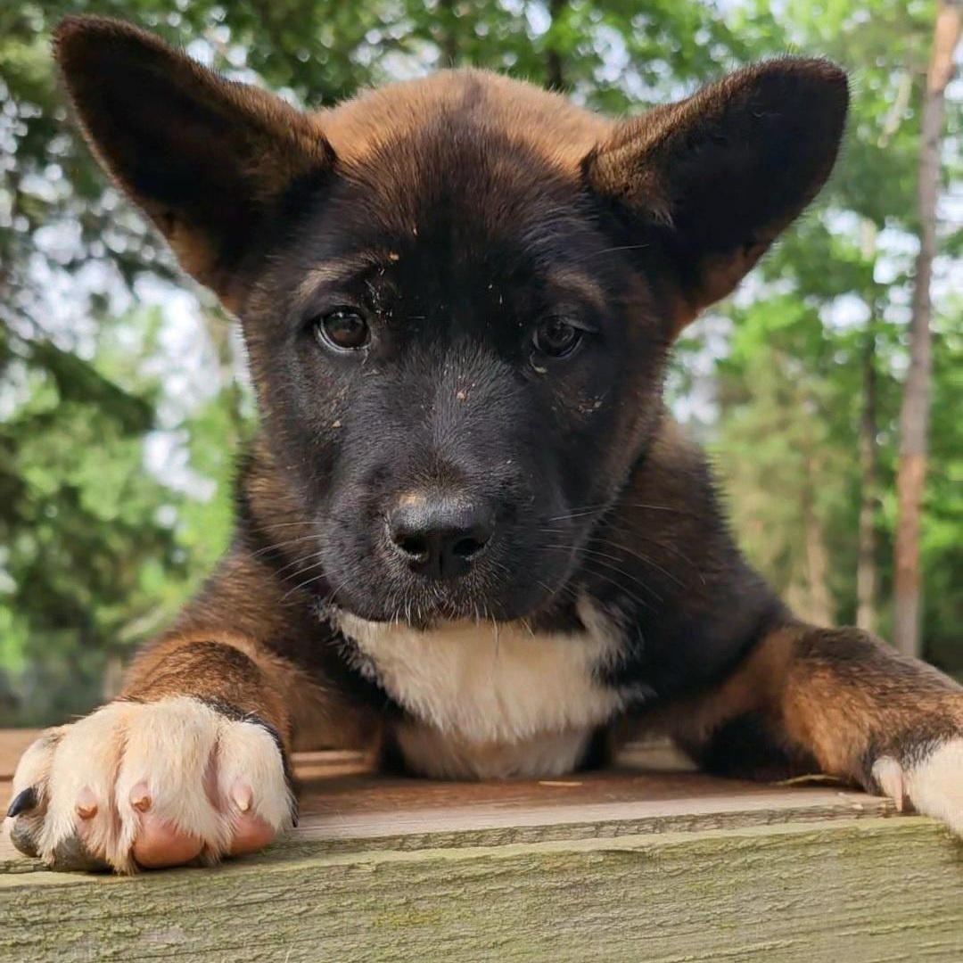 Dog for adoption - Atilla, an Akita Mix in Roscoe, IL | Petfinder