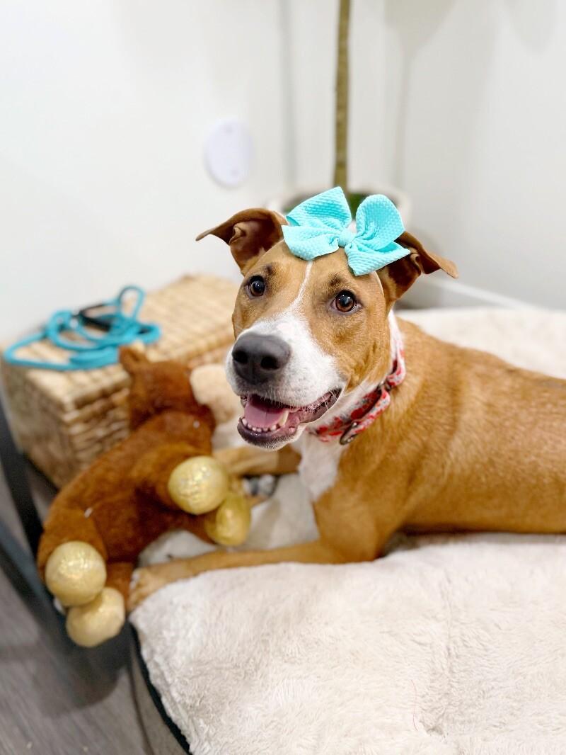 Dog for adoption - Smores the WFH family doggie, a Pit Bull Terrier ...