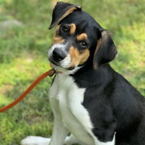 Dog for adoption - Karen, a Beagle & Bluetick Coonhound Mix in Sparta ...