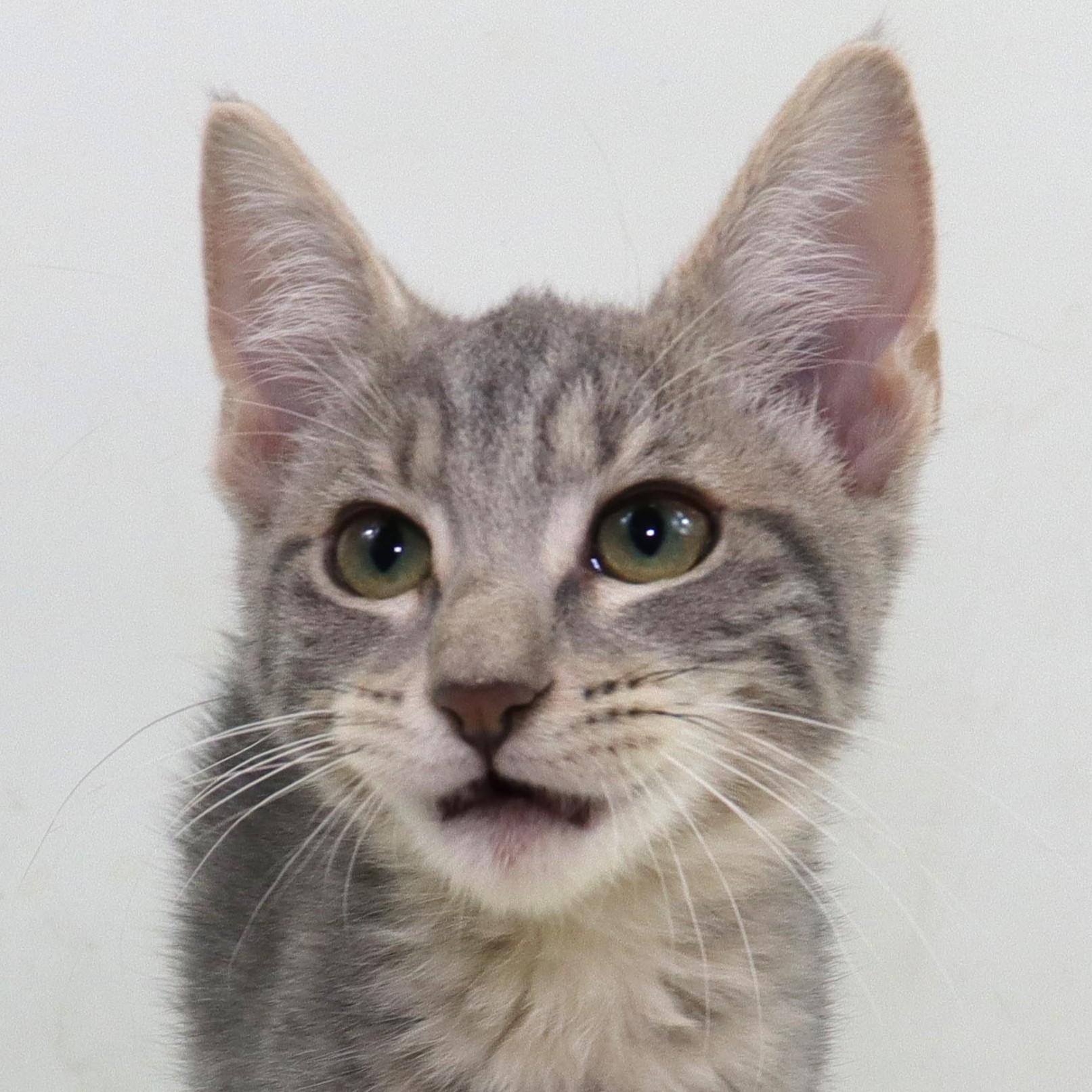 Cat for adoption - Pocahontas, a Domestic Short Hair in Clovis, CA | Petfinder