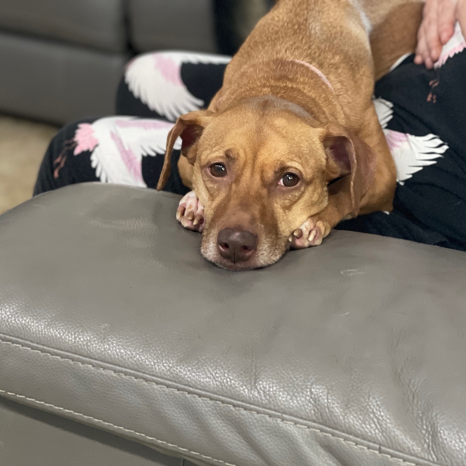 Dog for adoption - Ginger, a Labrador Retriever Mix in Coconut Creek ...