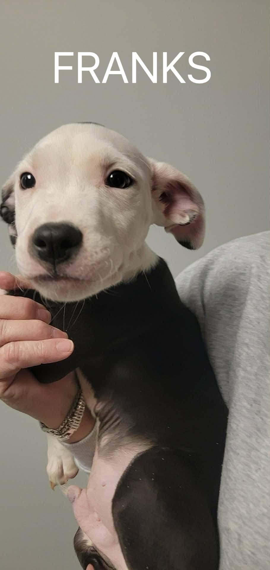 Franks - Adoptable Pet | Petfinder | Petfinder