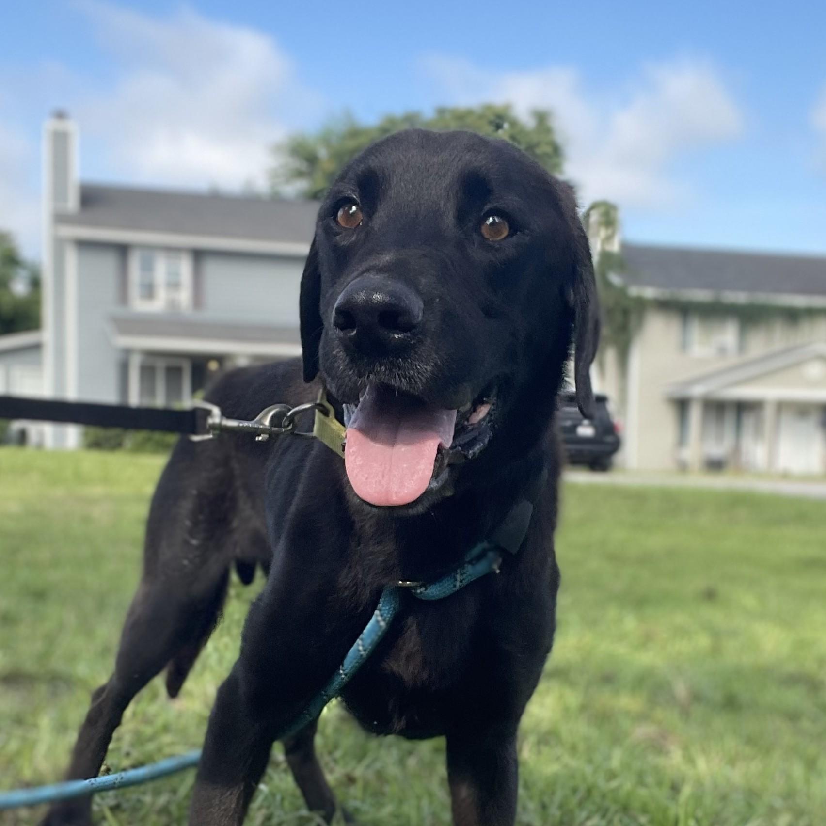 Dog for adoption - Craig Melvin, a Labrador Retriever Mix in Providence ...