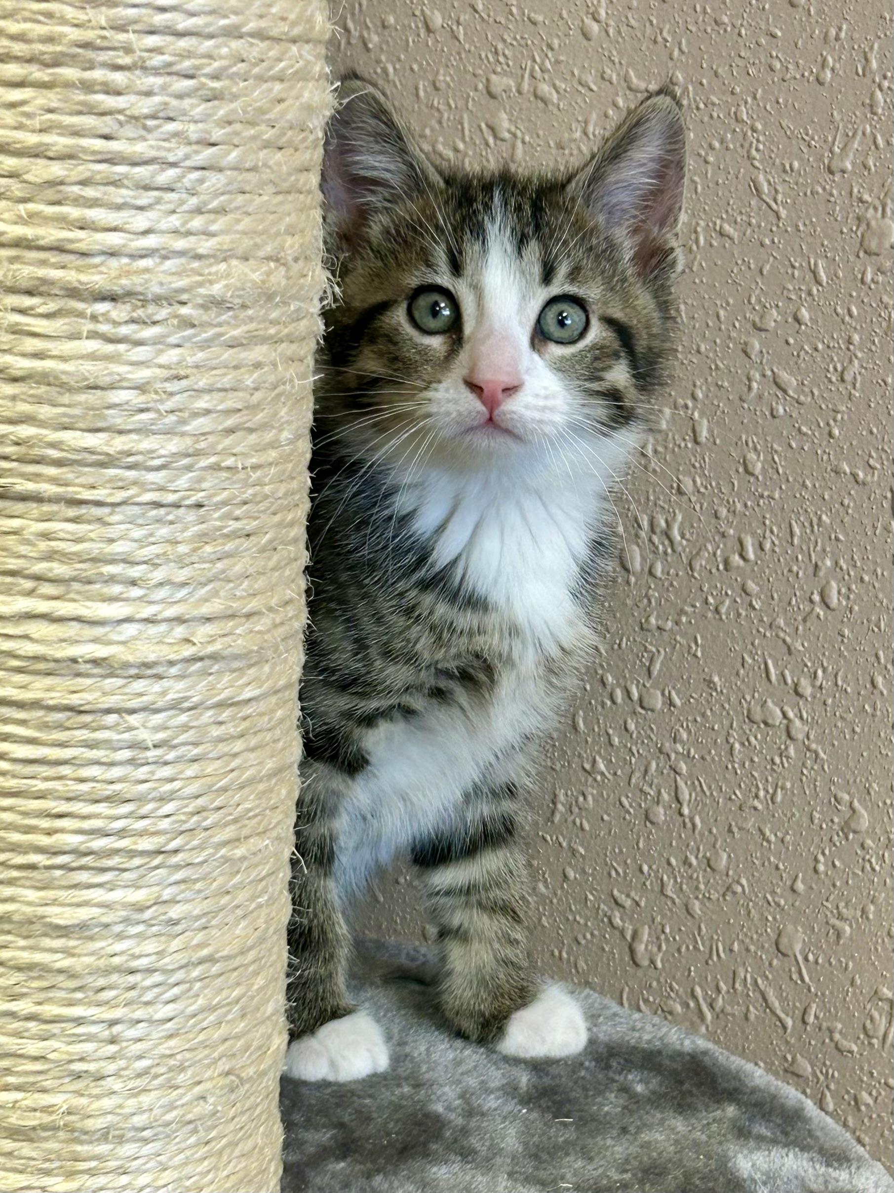 Cat for adoption - Spud, a Domestic Short Hair in Decatur, IL | Petfinder