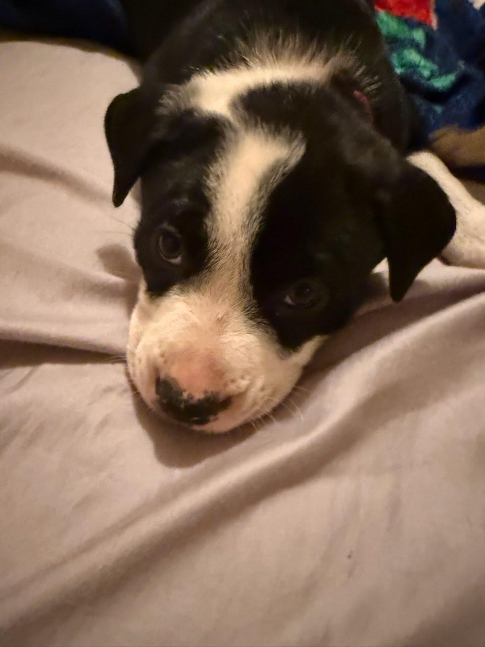 Dog for adoption - Bourbon, a Mixed Breed in Charlotte, NC | Petfinder