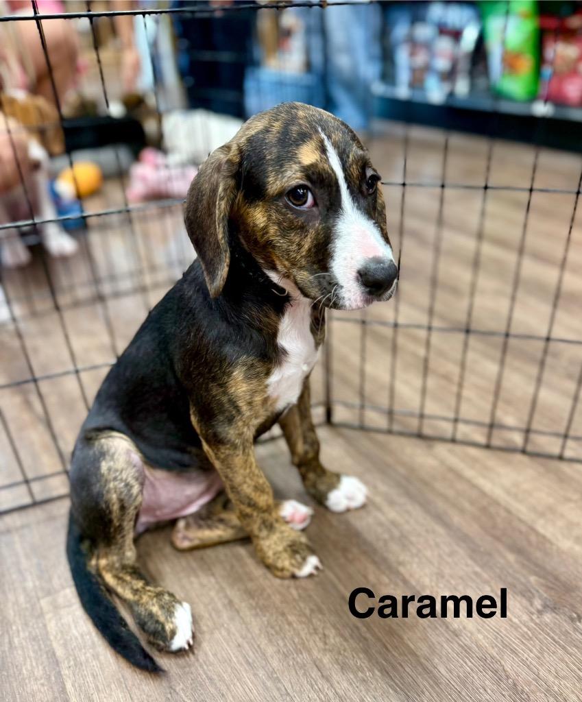 Dog for adoption - Caramel, a Hound & Labrador Retriever Mix in Salem ...