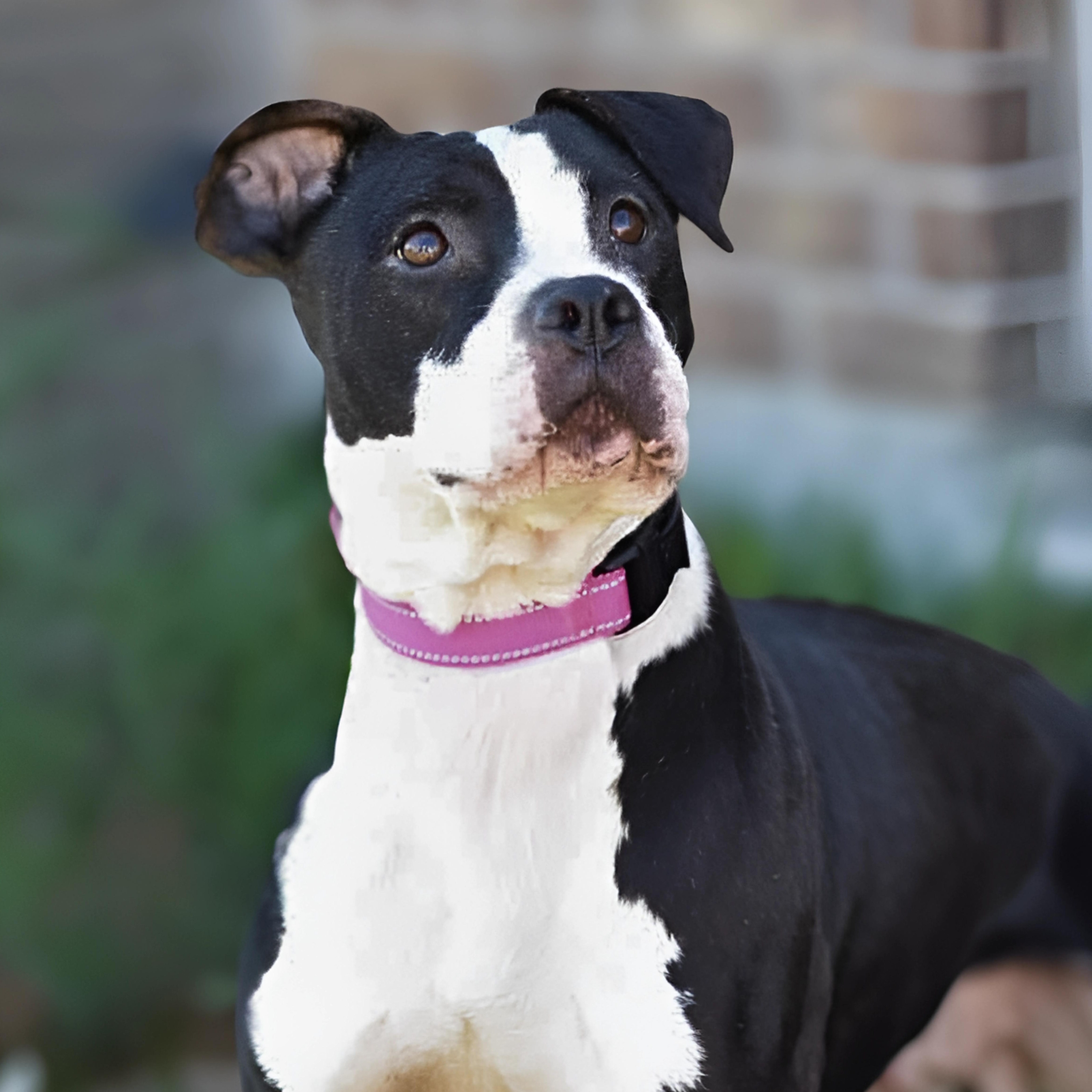 Dog for adoption - Addie, a Pit Bull Terrier Mix in Castle Rock, CO ...
