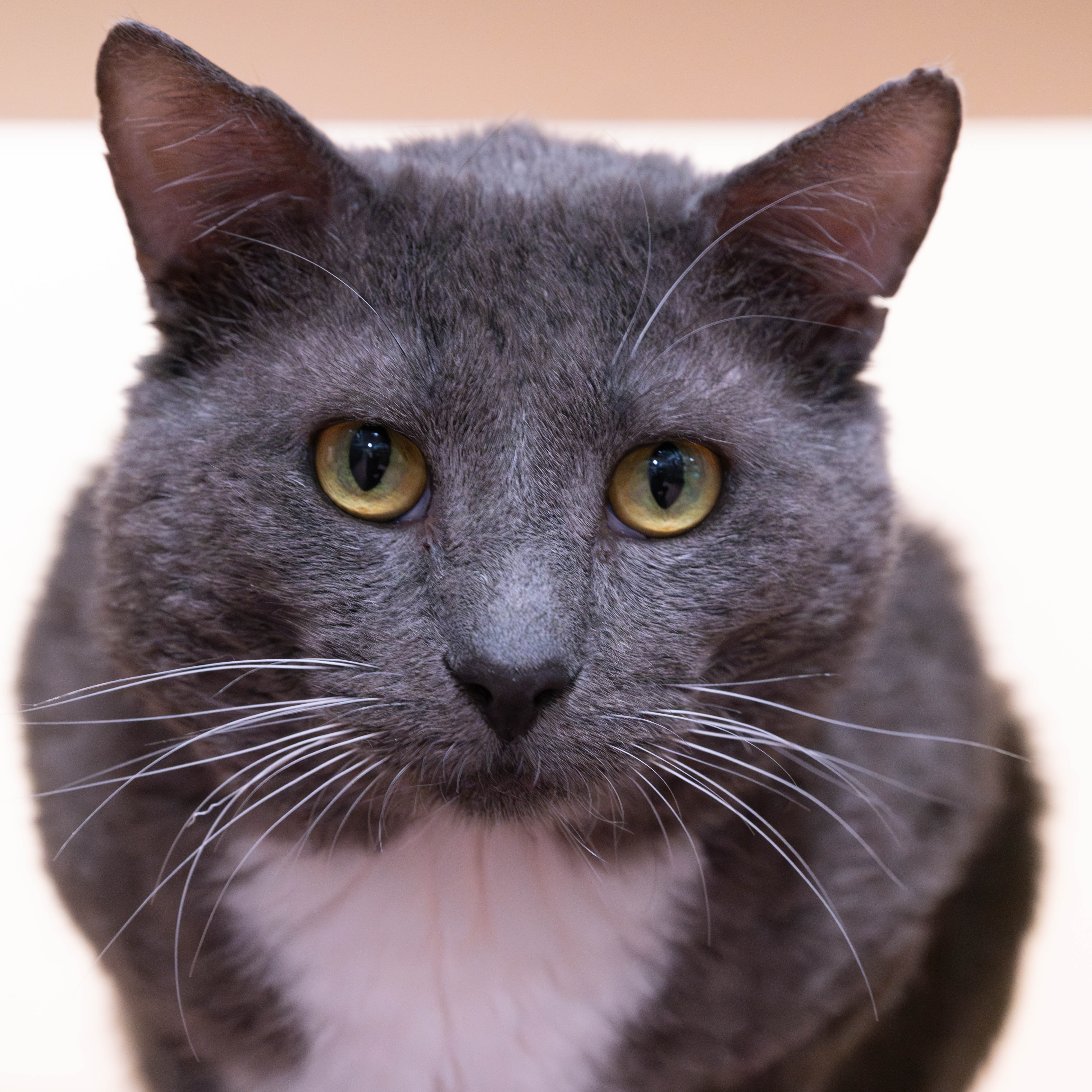 Cat for adoption - Chubby Bubby, a Domestic Short Hair in Briarcliff ...