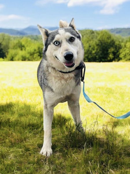 Dog for adoption - Bonita, a Husky in Howe, IN | Petfinder