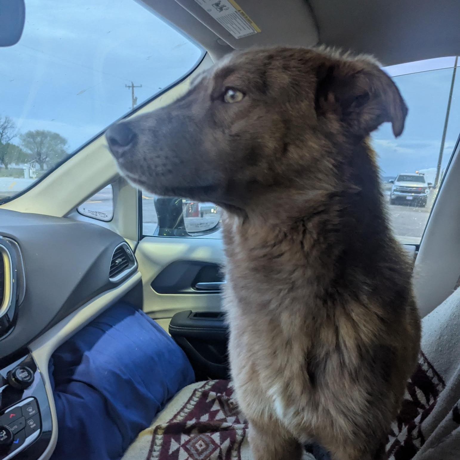 Dog for adoption - Dusty, a Shepherd Mix in Frederick , MD | Petfinder