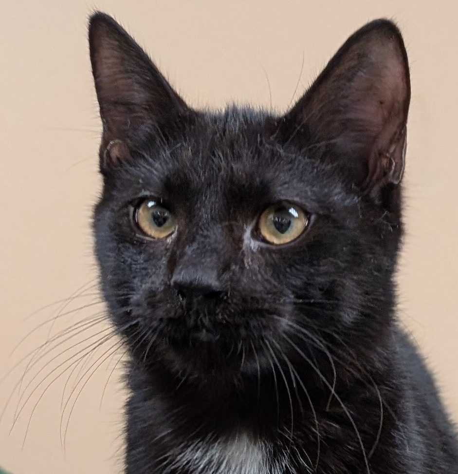 Available Cats and Kittens - Johnston County Animal Protection League ...