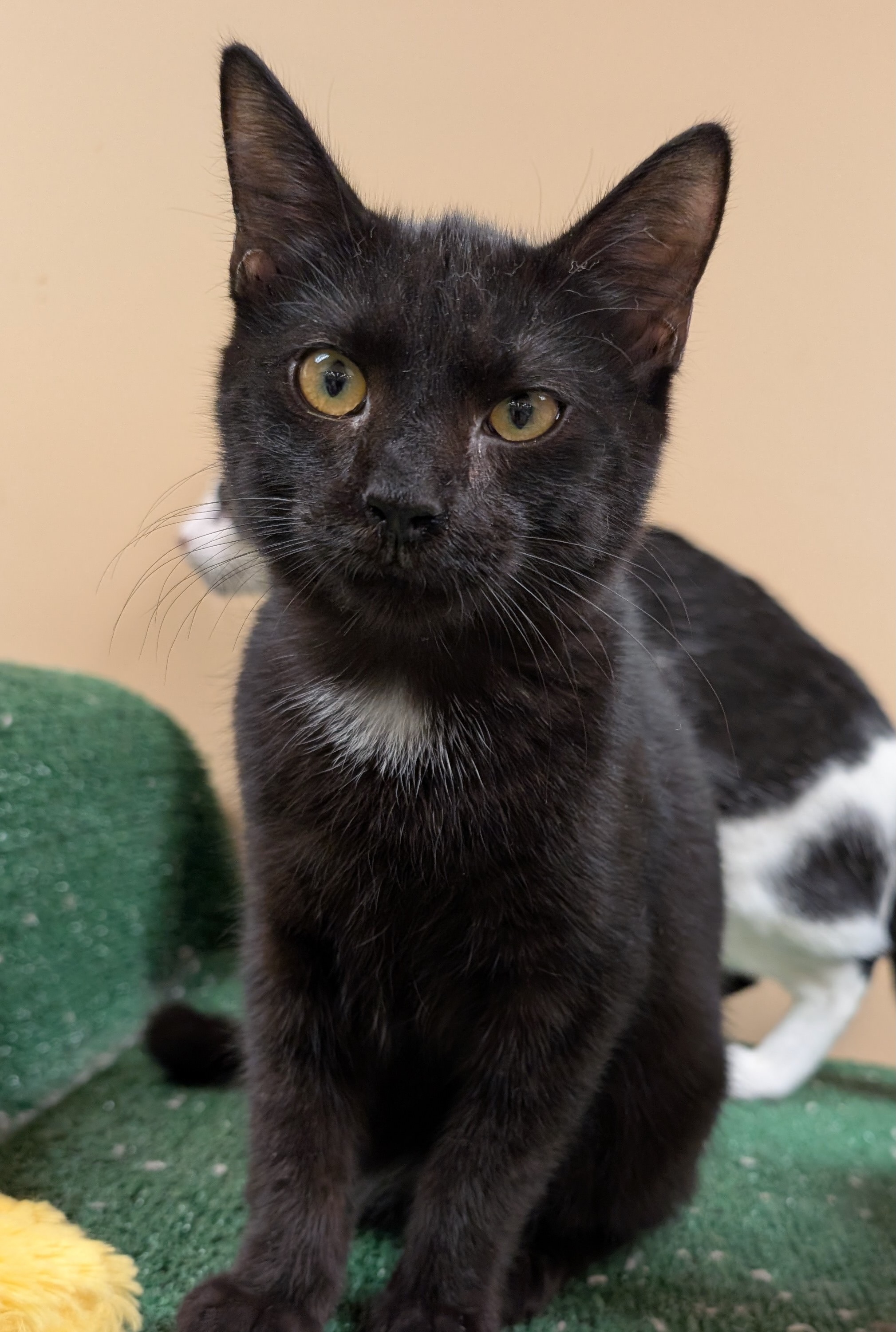 Available Cats and Kittens - Johnston County Animal Protection League ...