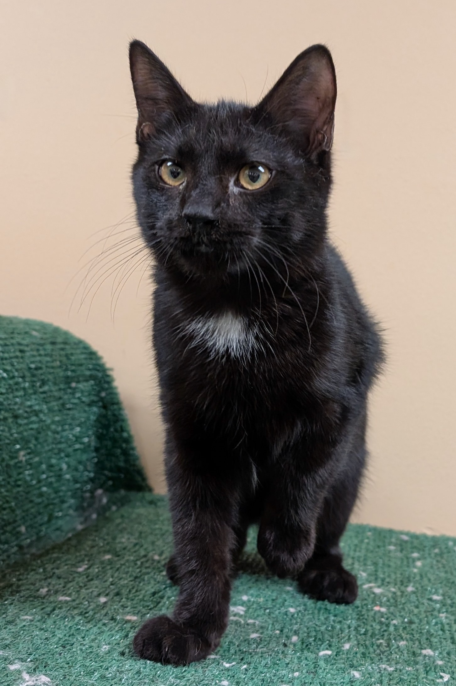 Available Cats and Kittens - Johnston County Animal Protection League ...