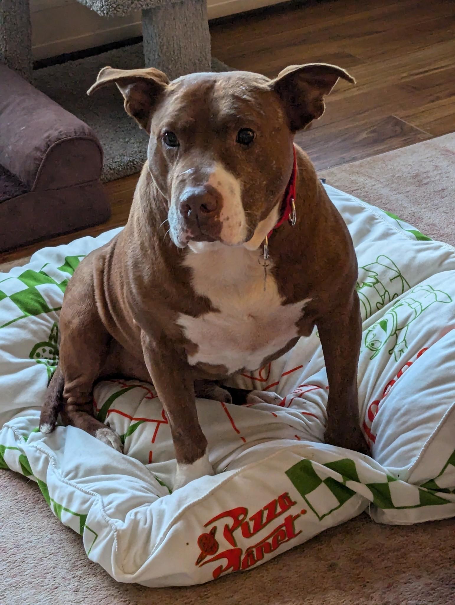 Dog for adoption - Bubba, a Pit Bull Terrier Mix in Succasunna, NJ ...