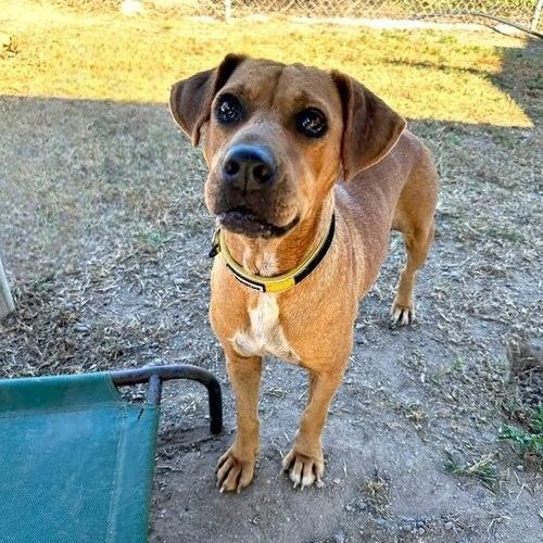 Dog for adoption - Bubu , a Mixed Breed in Toronto, ON | Petfinder