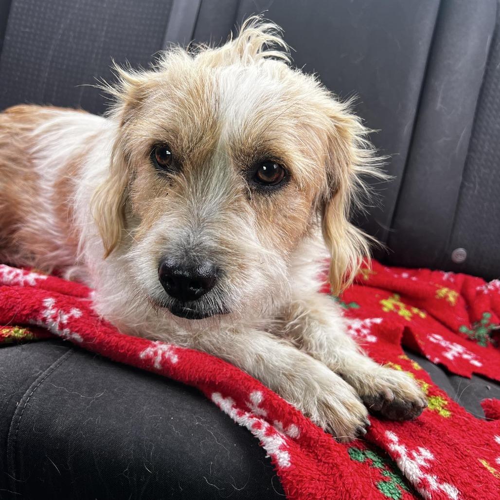 Dog for adoption - Benji Milo TE, a Terrier Mix in Pittsburgh , PA ...