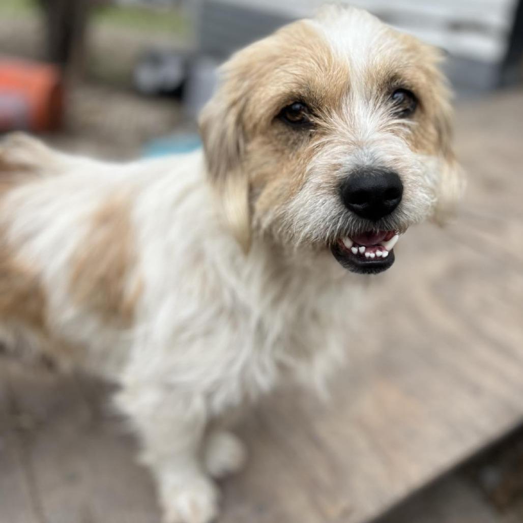 Dog for adoption - Benji Milo TE, a Terrier Mix in Pittsburgh , PA ...