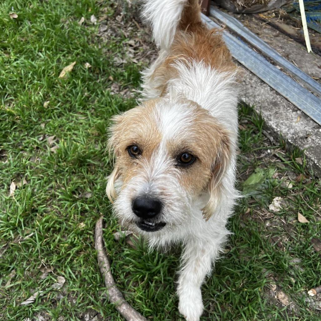 Dog for adoption - Benji Milo TE, a Terrier Mix in Pittsburgh , PA ...