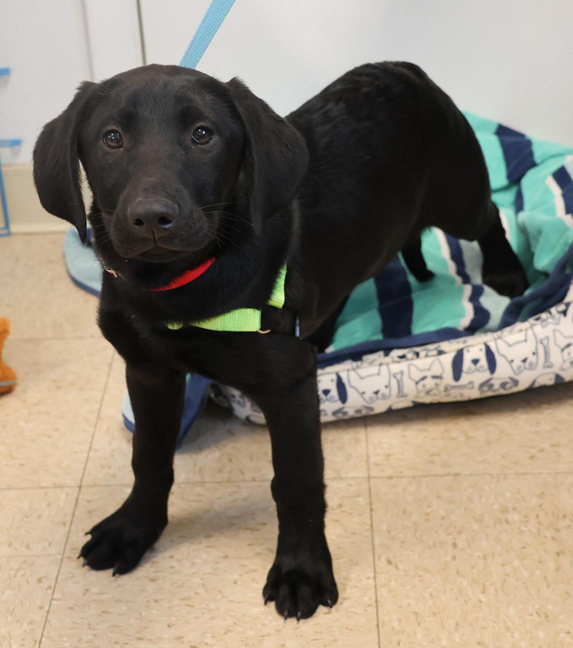 Dog for adoption - Pauli, a Black Labrador Retriever & Labrador ...