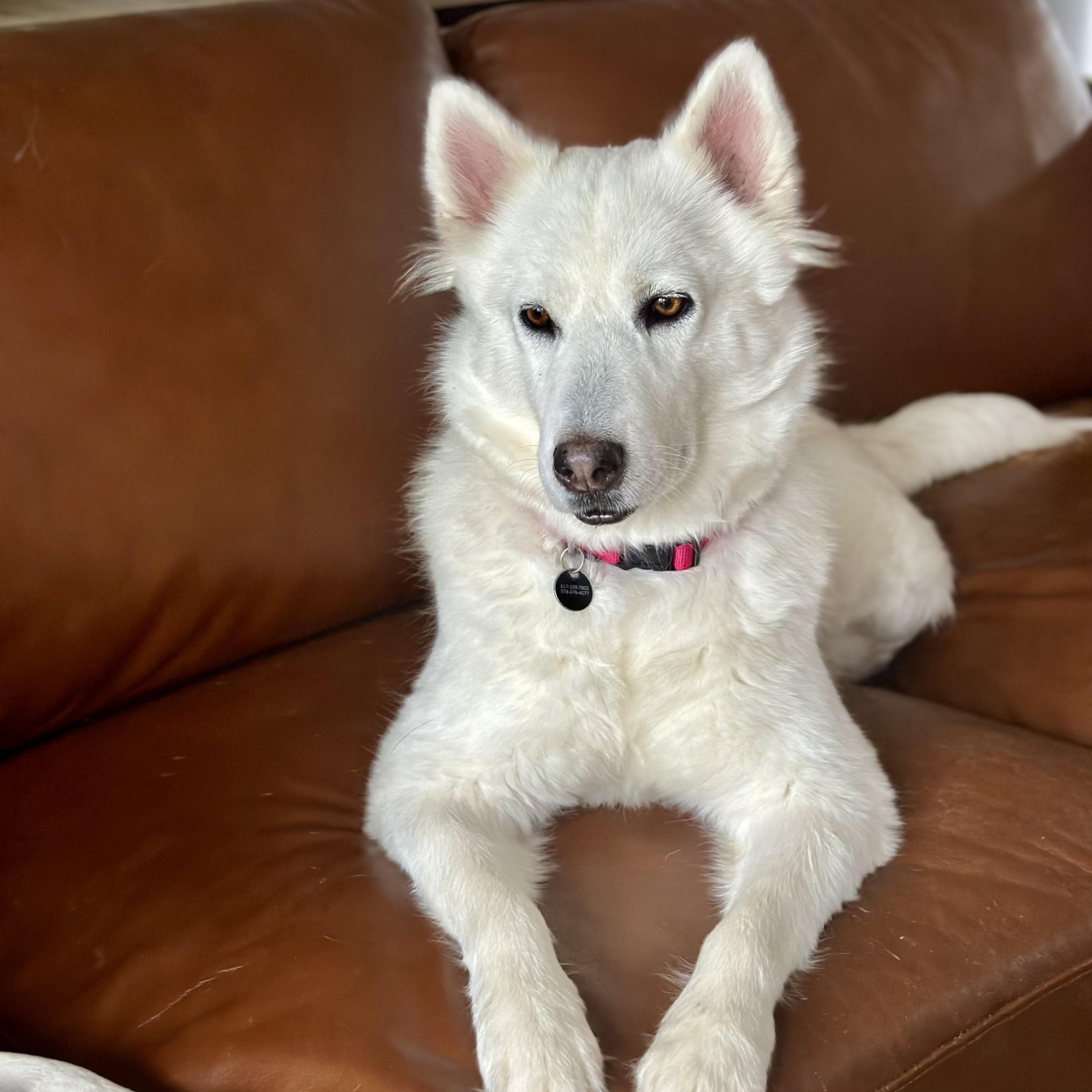 Dog for adoption - Leah, a White German Shepherd & Samoyed Mix in ...