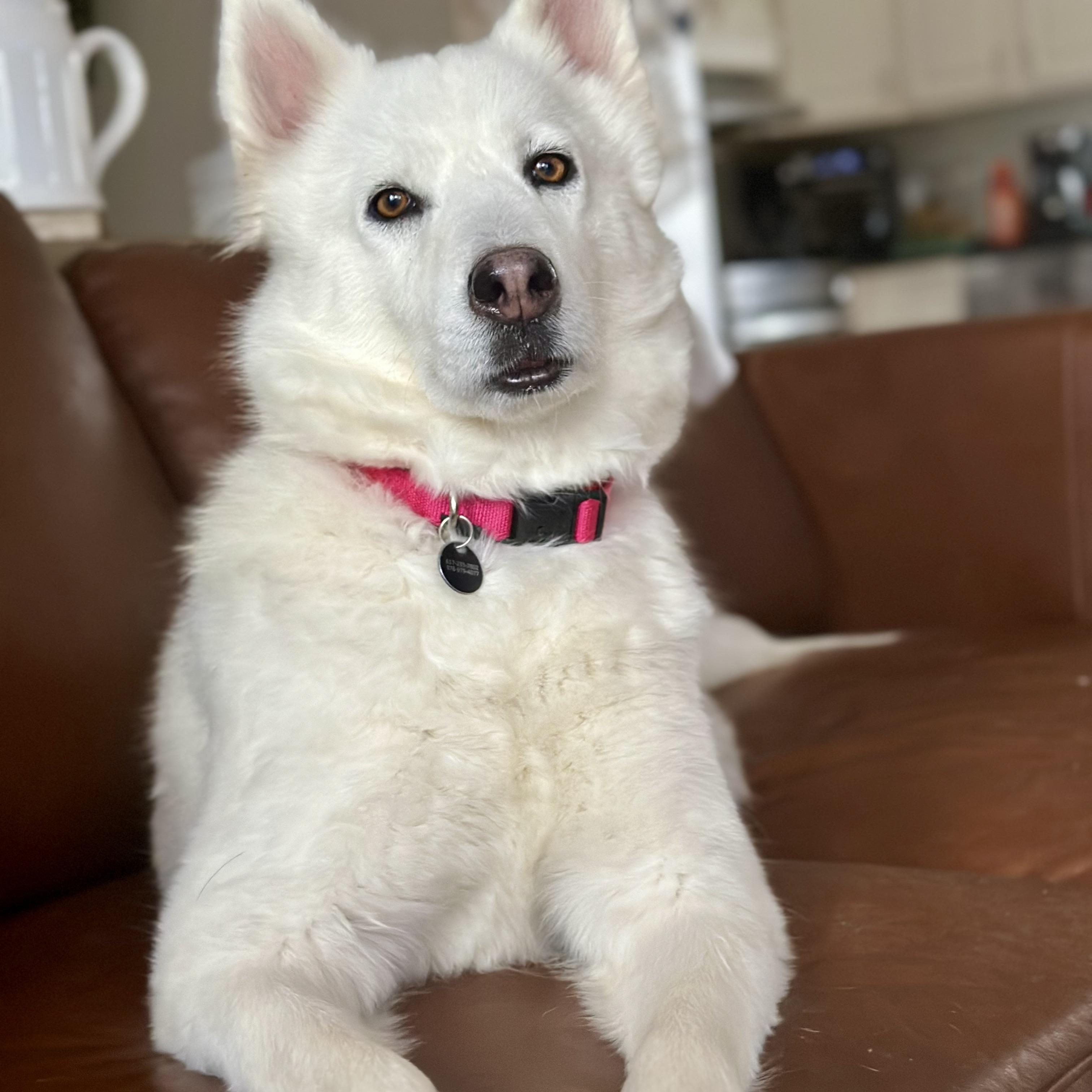 Dog for adoption - Leah, a White German Shepherd & Samoyed Mix in ...
