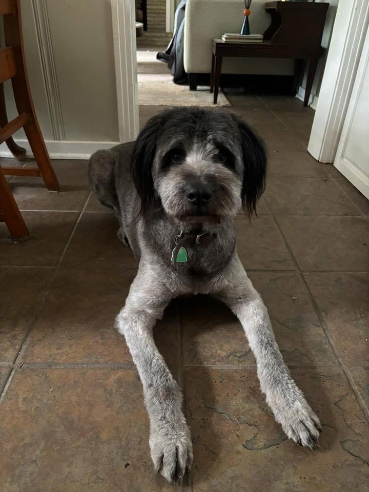 Winston - Adoptable Pet | Petfinder | Petfinder