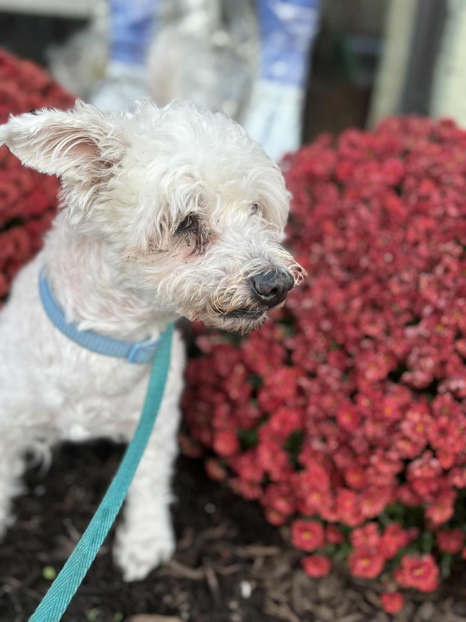 Dog for adoption - Percy, a Poodle in Buffalo, NY | Petfinder