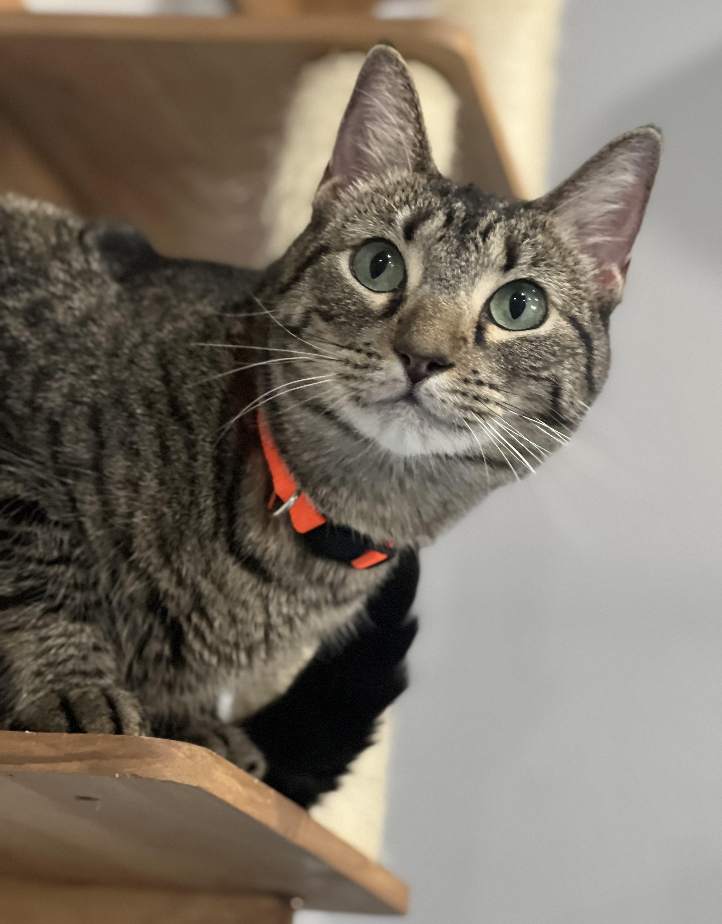 Cat for adoption - Mallory, a Tabby & Domestic Short Hair Mix in ...