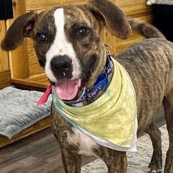 Dog for adoption - Nolan Brice, a Pit Bull Terrier & Hound Mix in ...