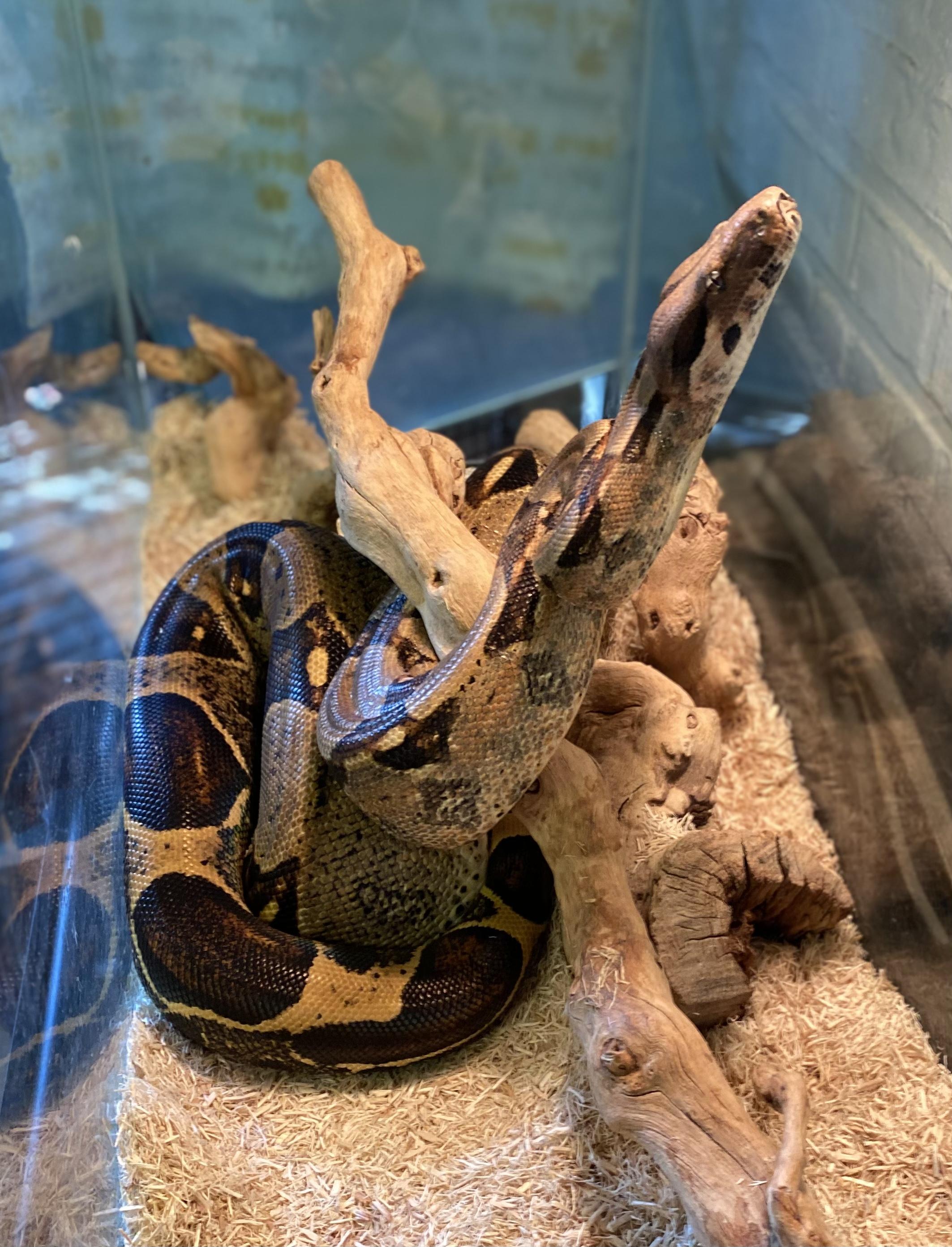 Snake for adoption - Hiss hemsworth, a Ball Python in Middle Island, NY ...