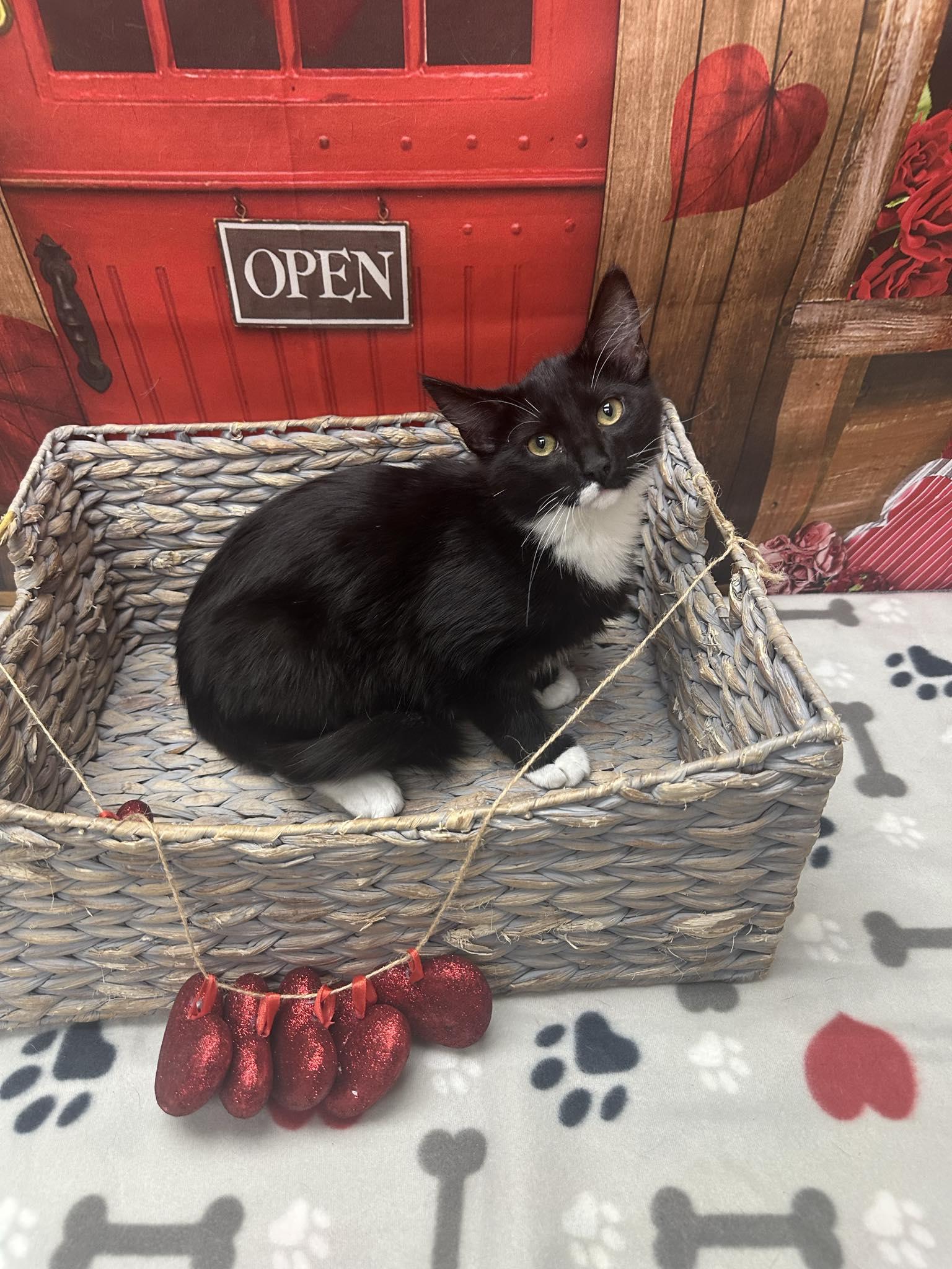 Cat for adoption - Uncle Ribbit, a Domestic Medium Hair in Statesboro ...